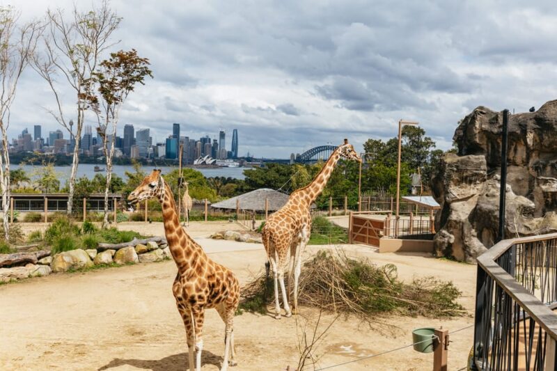 What happened to Taronga Zoo? - My Sydney Detour